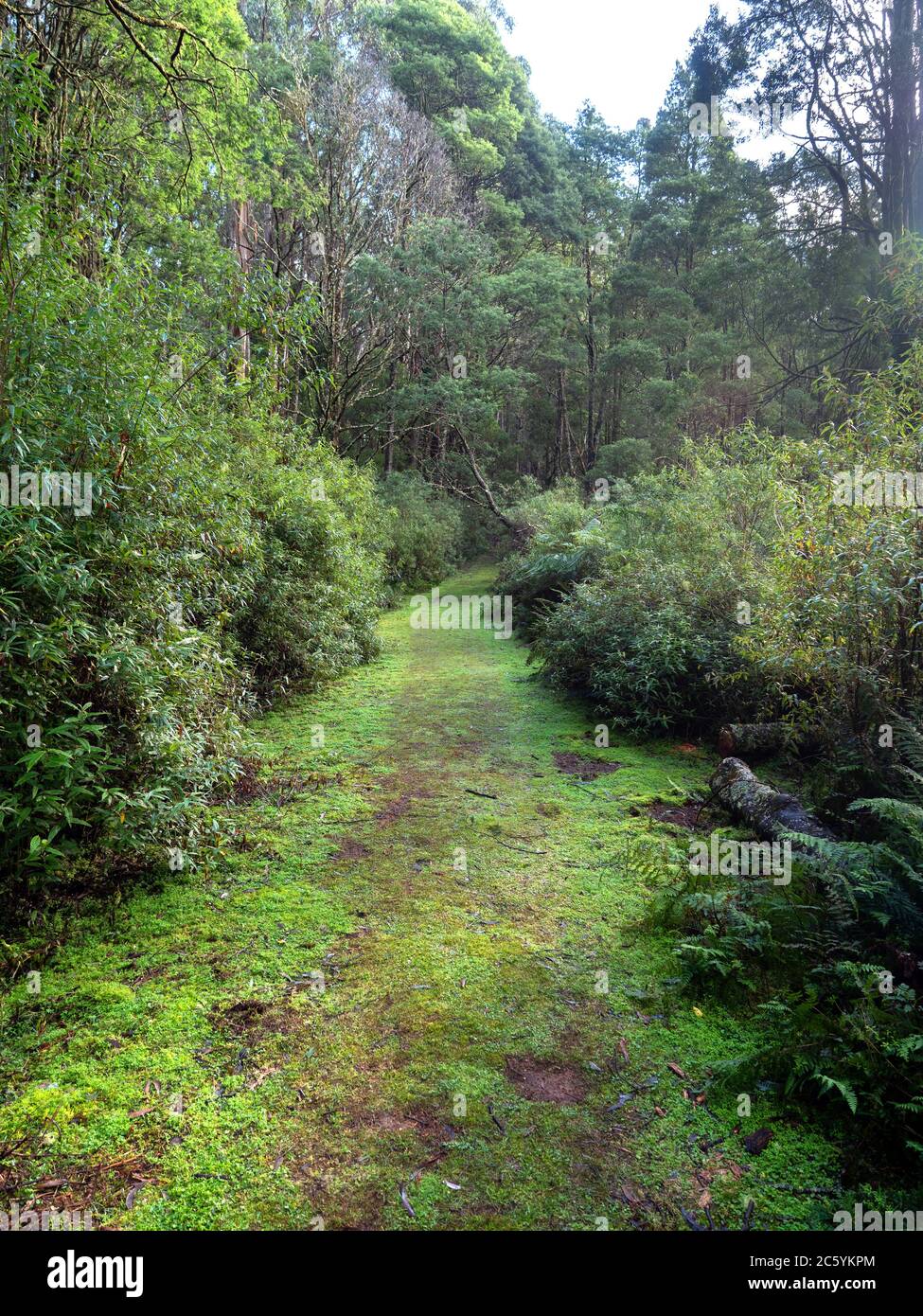 Australian bush walking track hi-res stock photography and images - Alamy
