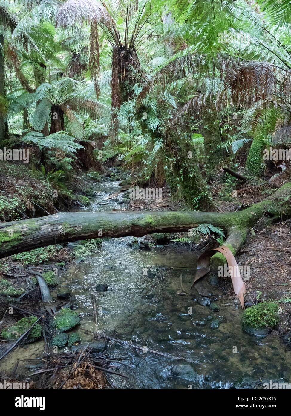 Gippsland australia green hi-res stock photography and images - Alamy