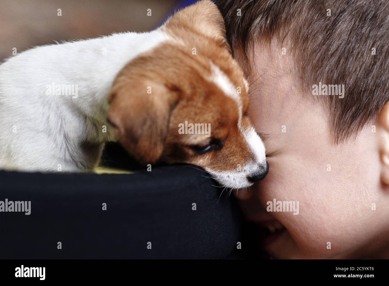 Jack russel terrier dog play with young boy Stock Photo - Alamy