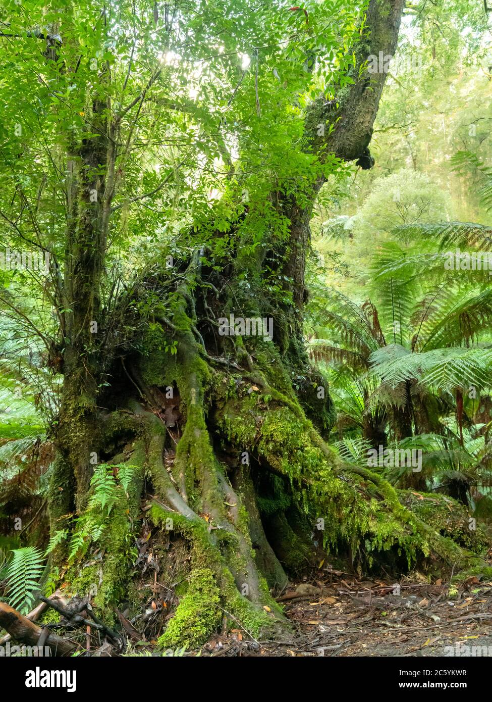 Rainforest with tree ferns hi-res stock photography and images - Alamy