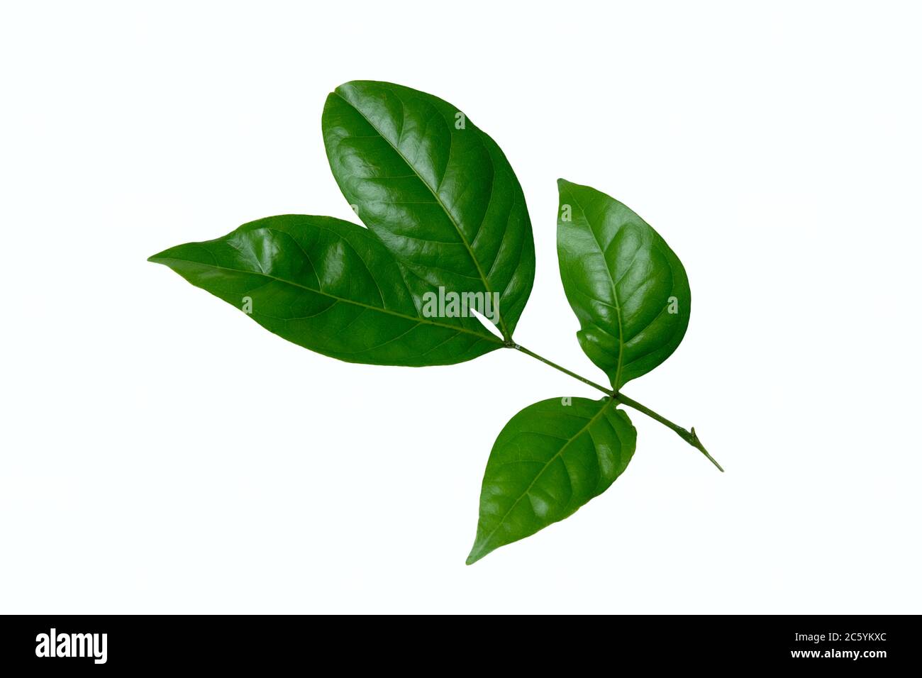 Arabica robusta coffee leaf isolated on white background Stock Photo ...