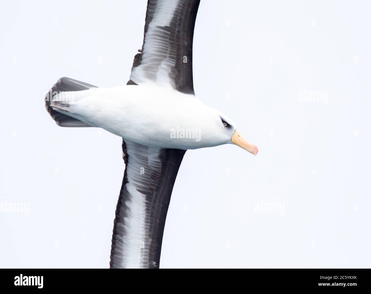 Adult Campbell Albatross (Thalassarche impavida), also known as ...