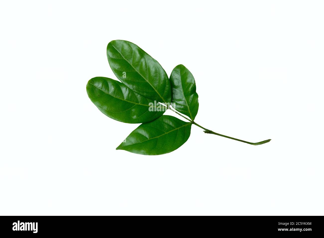Arabica robusta coffee leaf isolated on white background with studio ...