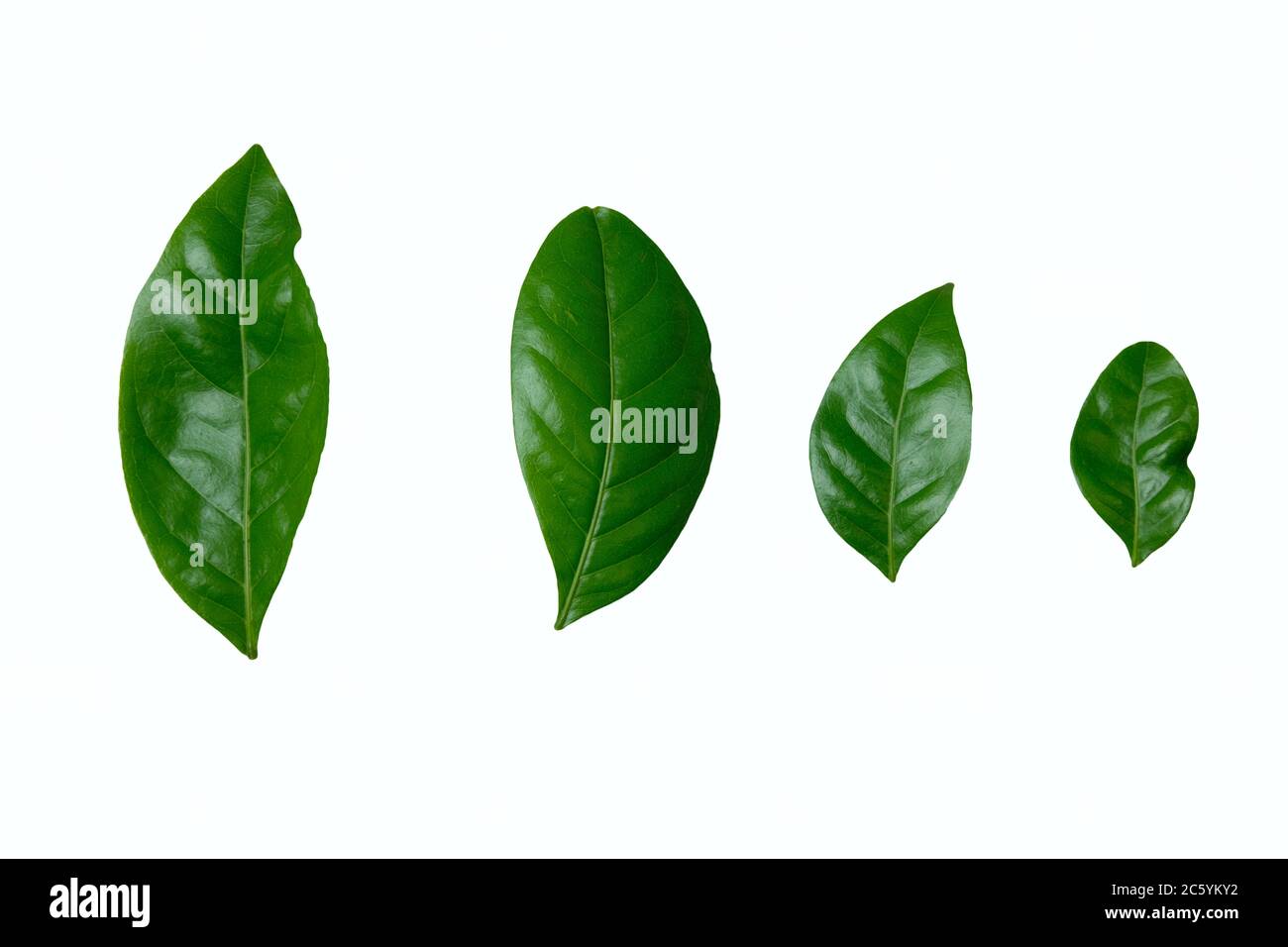 Arabica robusta coffee leaf isolated on white background with studio ...