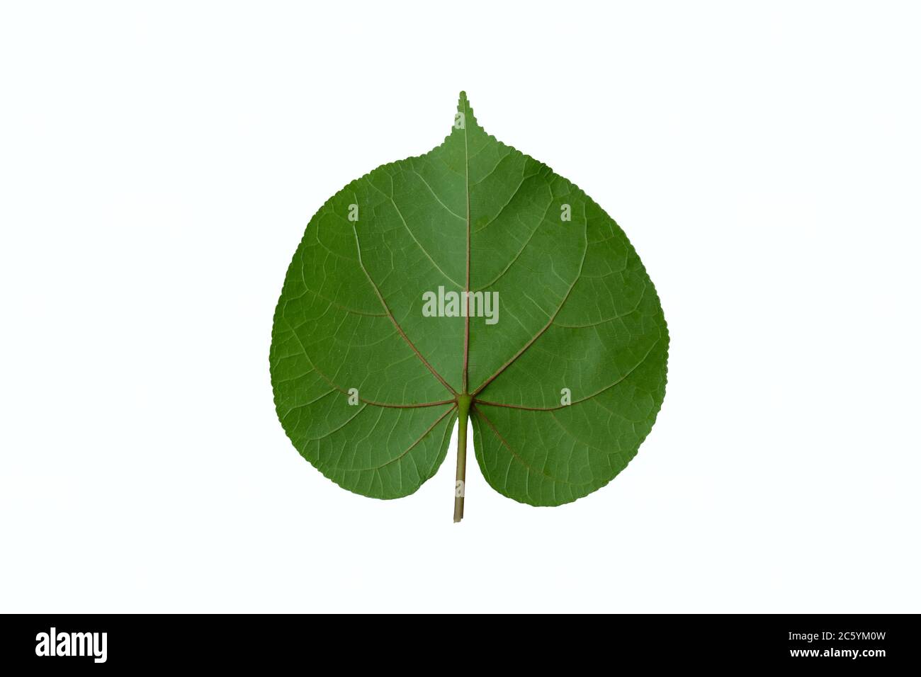 chingma lantern leaf isolated on white background with studio lighting ...