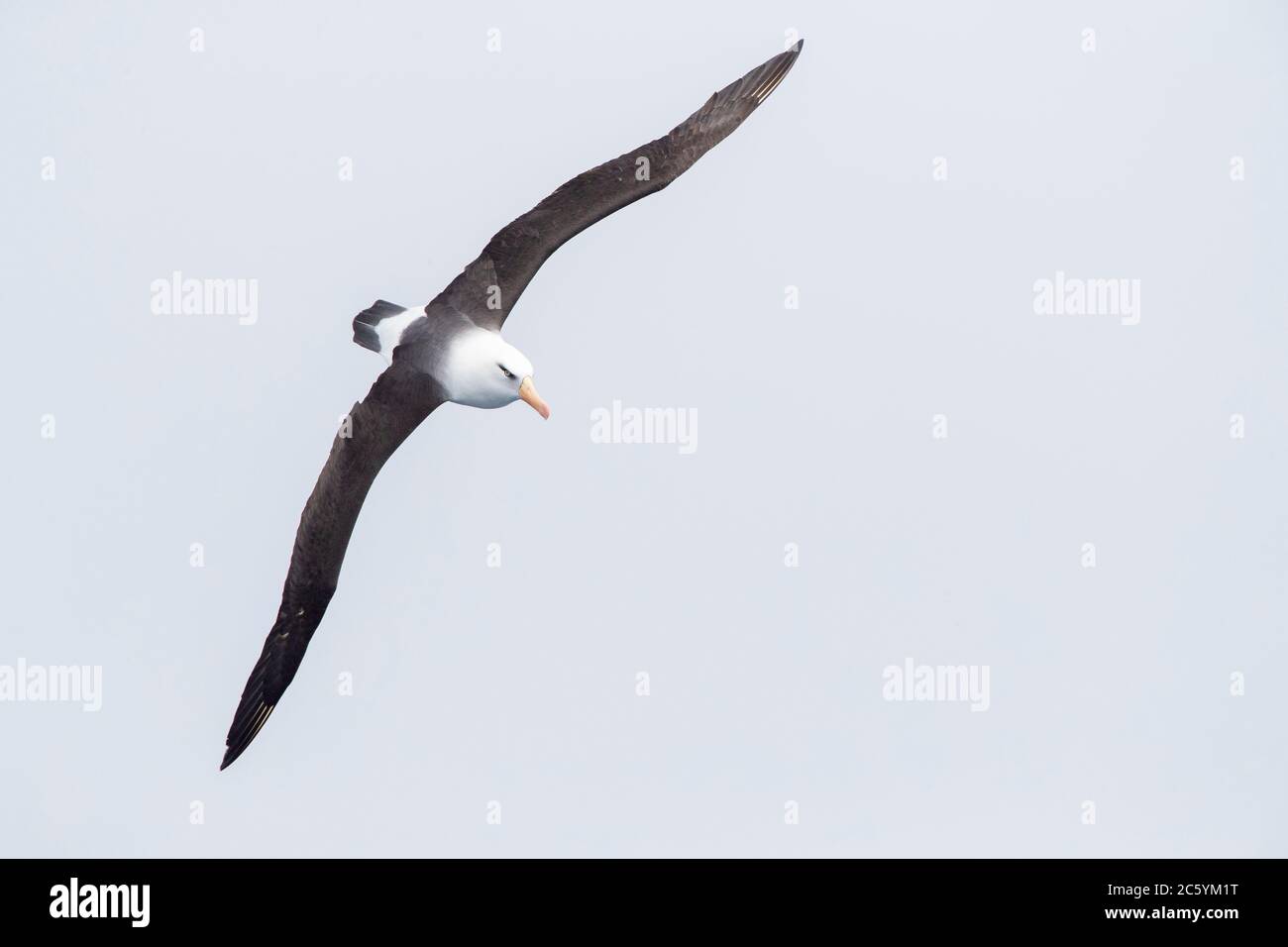 Adult Campbell Albatross (Thalassarche impavida), also known as ...