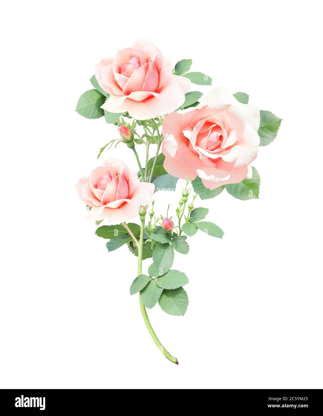Branch of rose with pink flowers. Isolated on white background Stock ...
