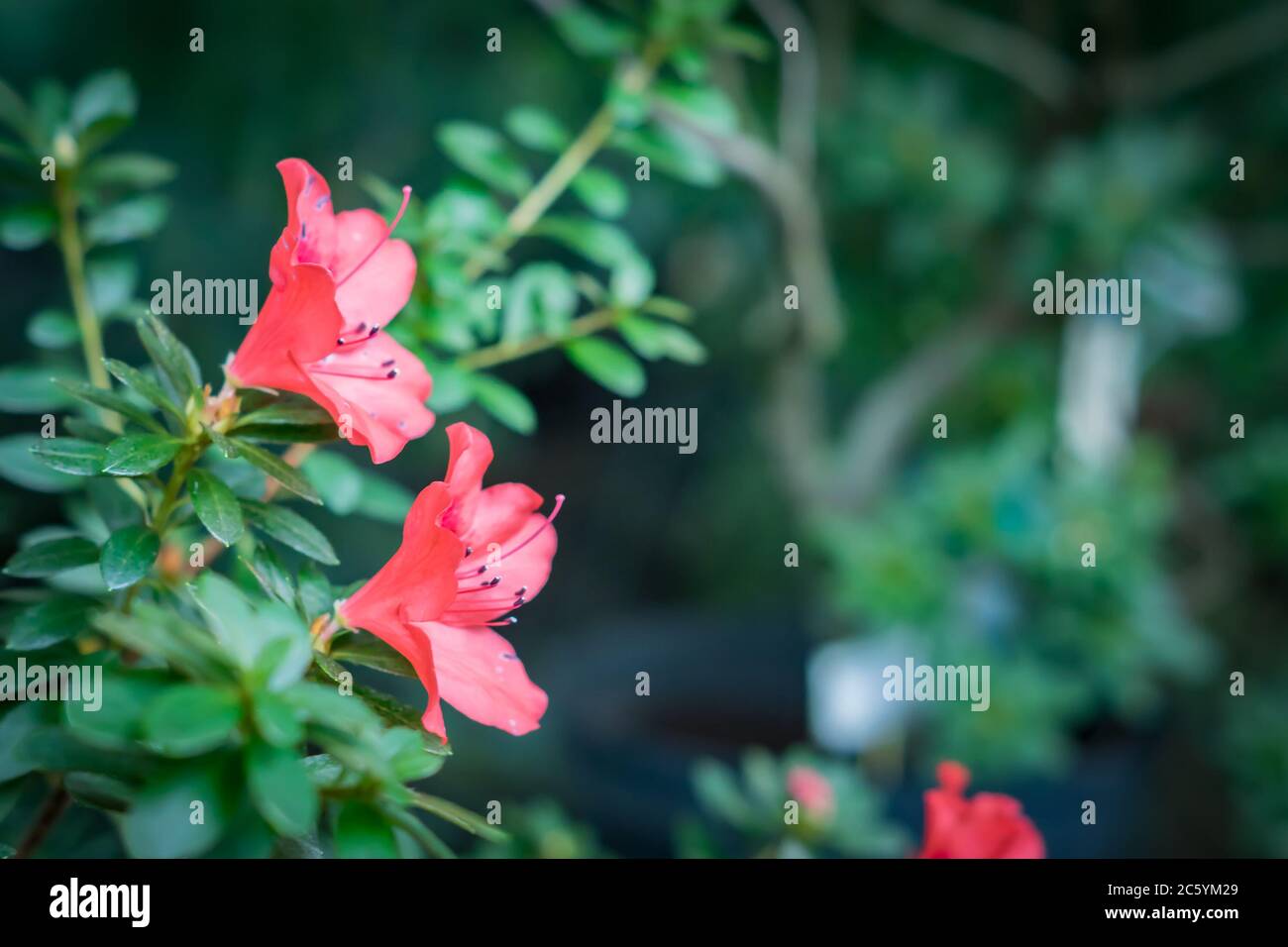azalea flowers in bloom - floral background Stock Photo - Alamy