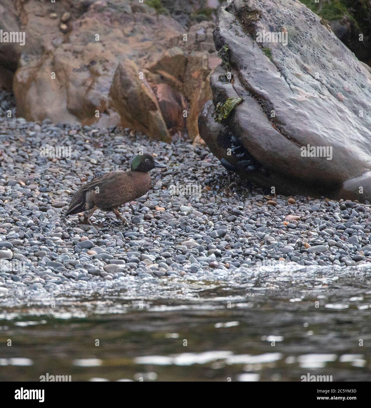 Campbell Island Teal (Anas nesiotis), also known Campbell Teal. Male ...