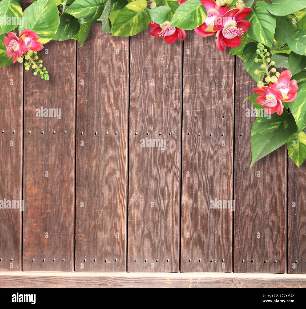 Flower Border On Wood Wood Flower Border Wood Photos, Images