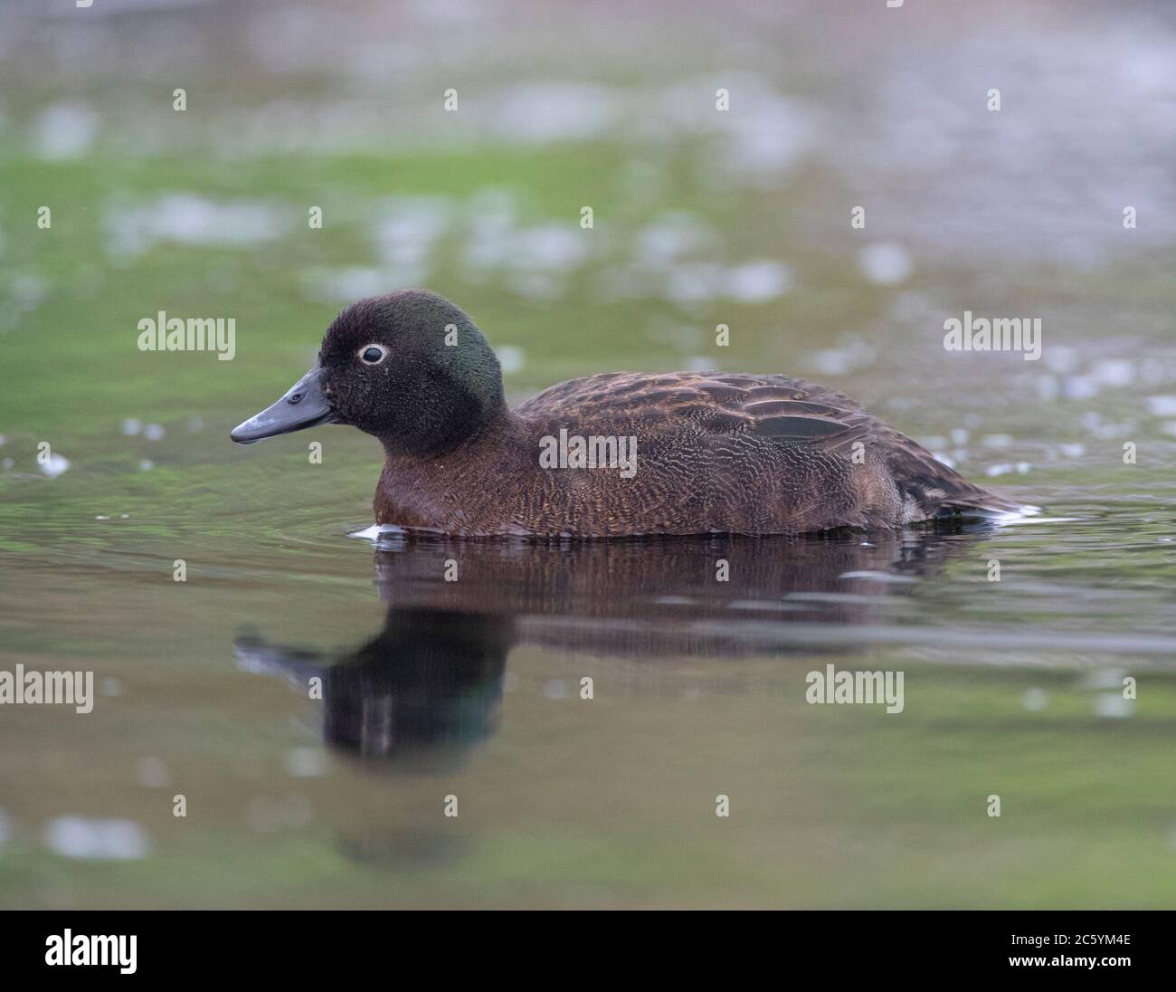 Male Campbell Island Teal (Anas nesiotis), also known Campbell Teal. A ...