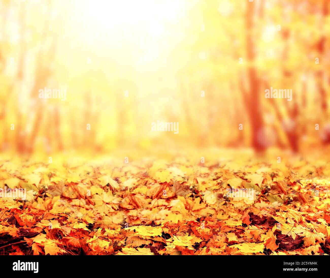 Fall season. Blurred background with autumn forest. Sunny fall backdrop with fallen leaves ...