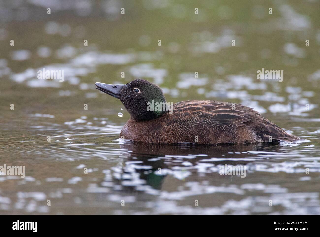 Male Campbell Island Teal (Anas nesiotis), also known Campbell Teal ...