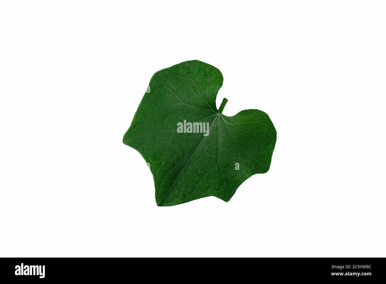 melothria pendula / creeping cucumber leaf isolated on white background ...