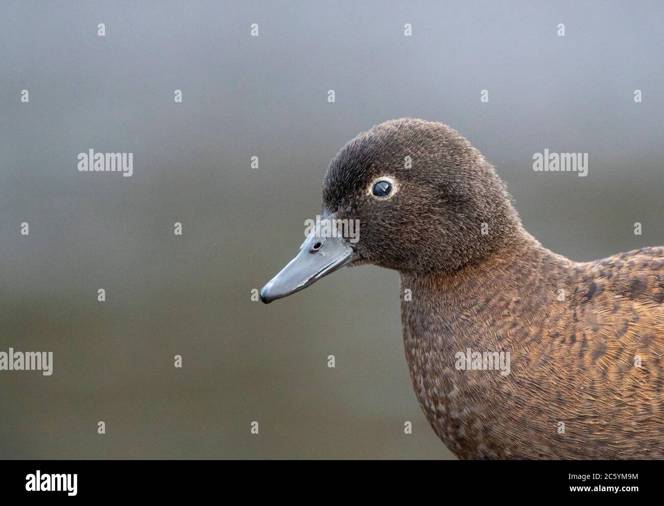 Female Campbell Island Teal (Anas nesiotis), also known Campbell Teal ...