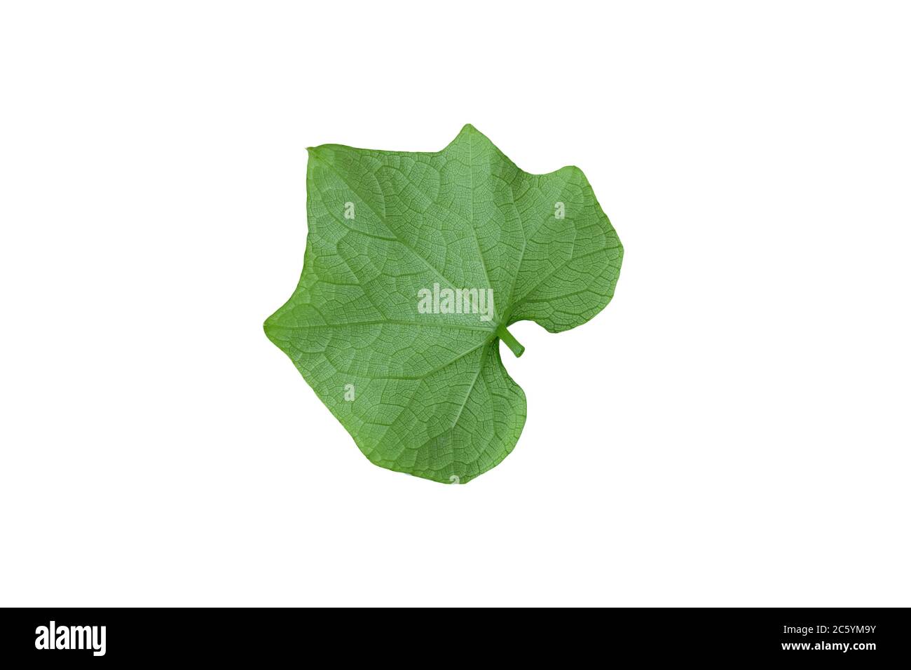 melothria pendula / creeping cucumber leaf isolated on white background ...