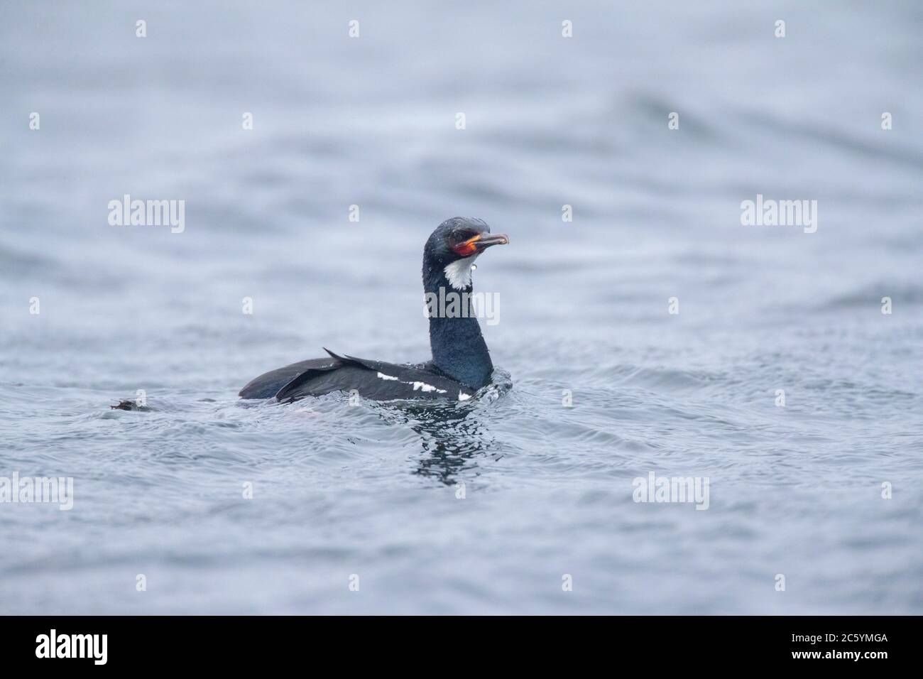 Adult Campbell Shag (Leucocarbo campbelli) swimming offshore Campbell ...