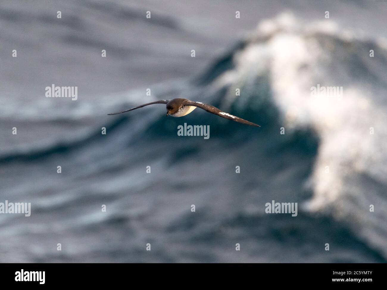 Cape Petrel (Daption capense australe) at sea in the Pacific Ocean of ...