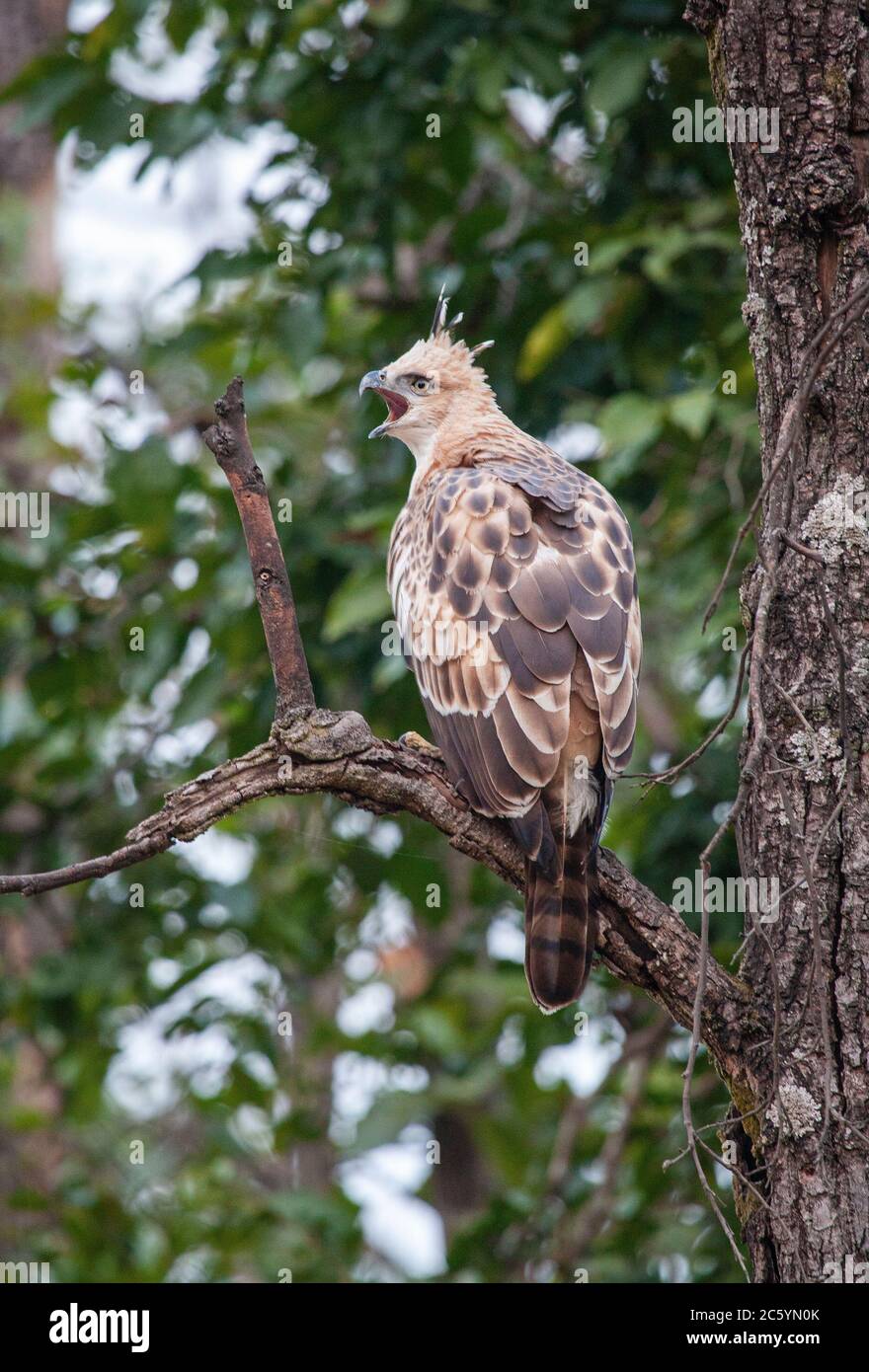 Screaming Changeable Hawk-Eagle (Nisaetus cirrhatus cirrhatus) perched ...
