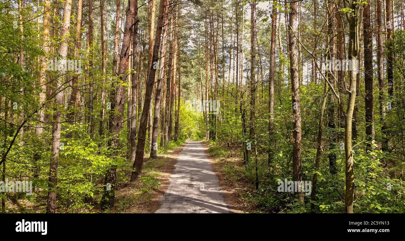 Walking route through the forest Stock Photo - Alamy
