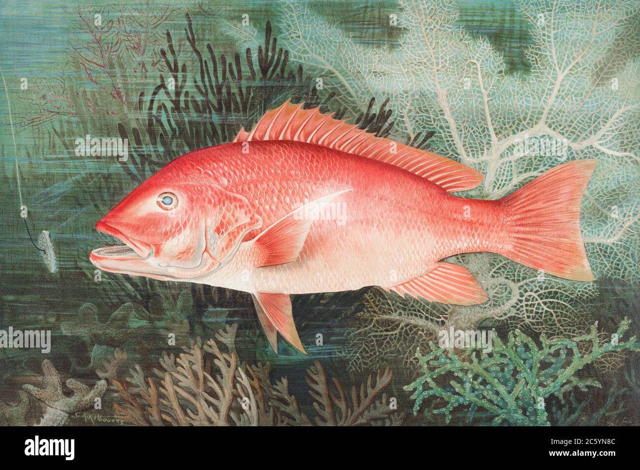 Red snapper underwater fin hi-res stock photography and images - Alamy