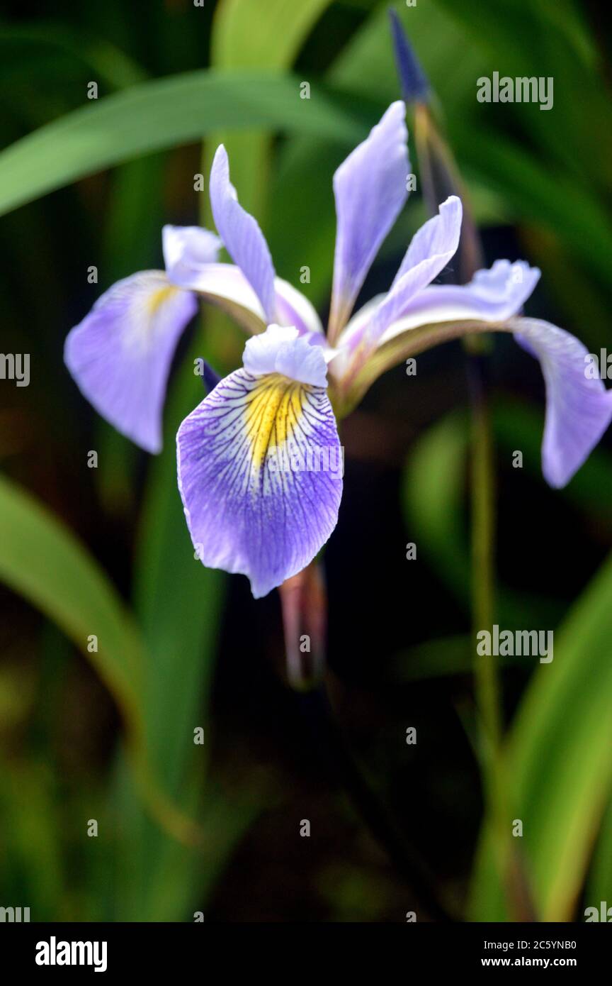 Single Purple/Blue Iris x Robusta 'Gerald Darby' flower grown in the ...