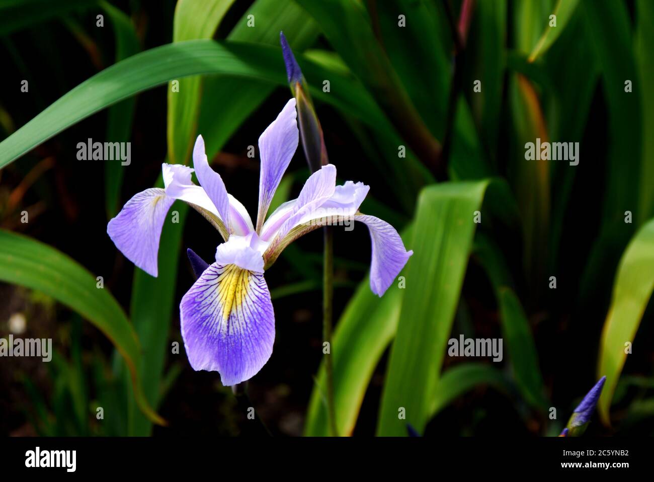 Single Purple/Blue Iris x Robusta 'Gerald Darby' flower grown in the ...