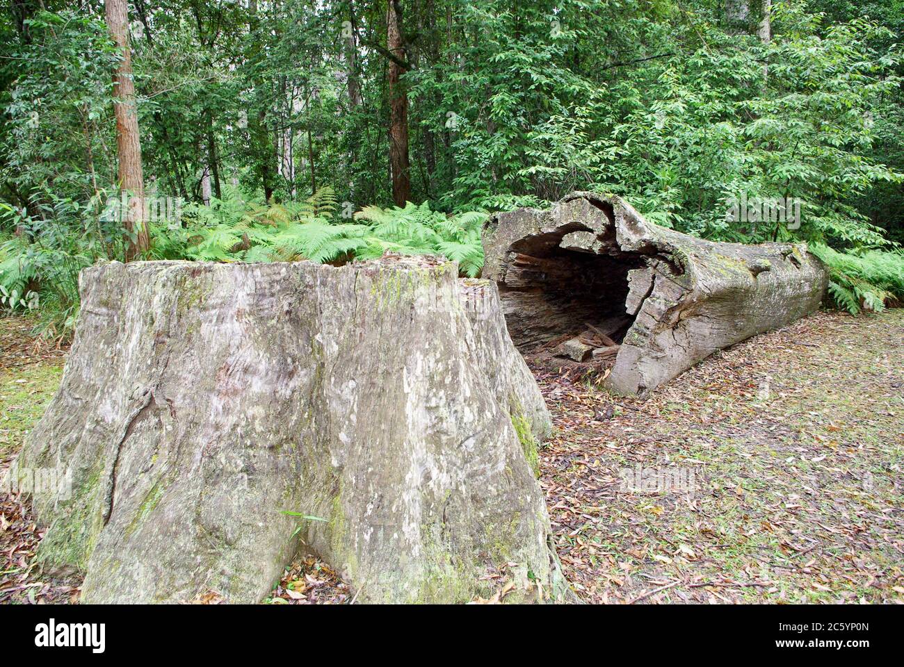 Giant tree felled at Mapleton Forest beside its stump Stock Photo - Alamy