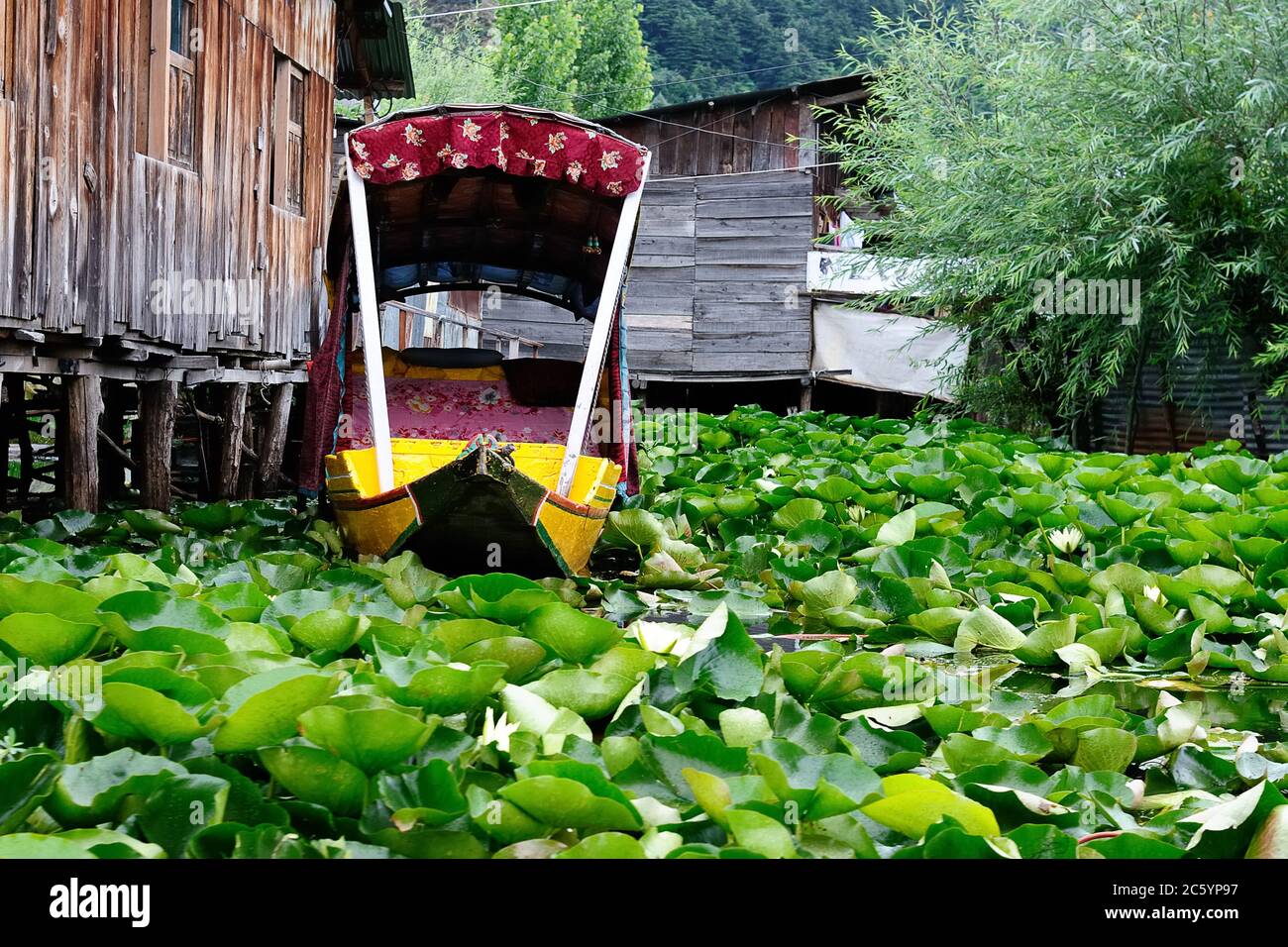 Shikara boats hi-res stock photography and images - Alamy