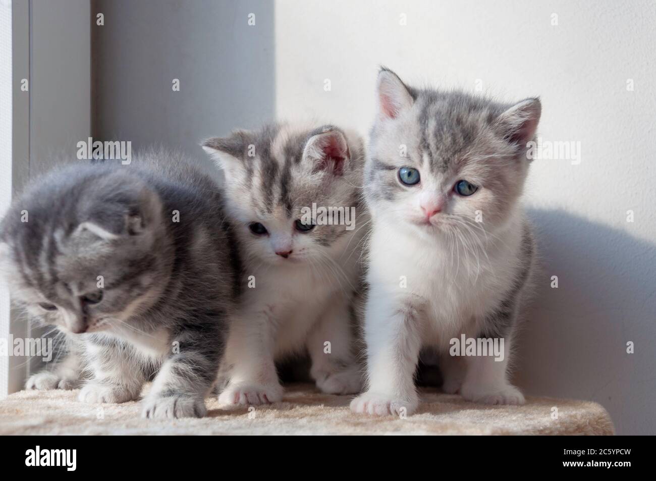 various british kittens sitting on beige plaid Stock Photo - Alamy