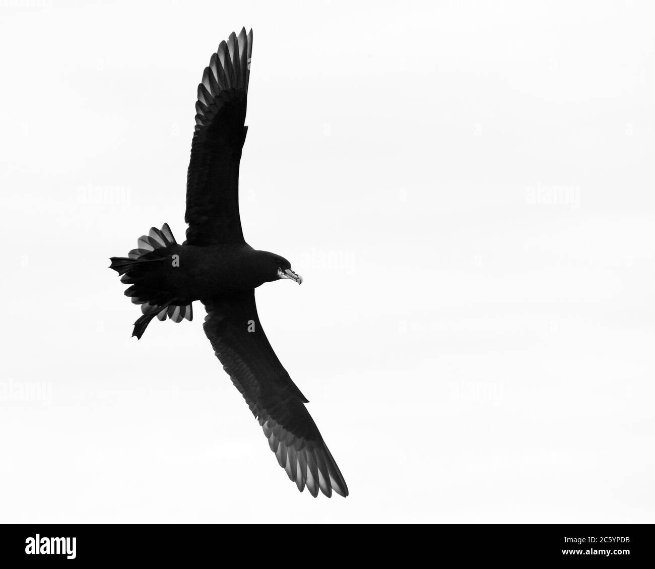 White-chinned Petrel (Procellaria aequinoctialis), individual in flight ...