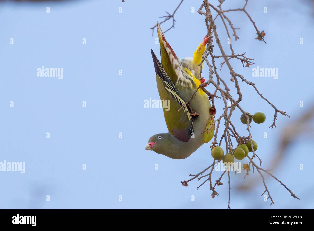 African Green Pigeon (Treron calvus), adult upside down eating fruits ...
