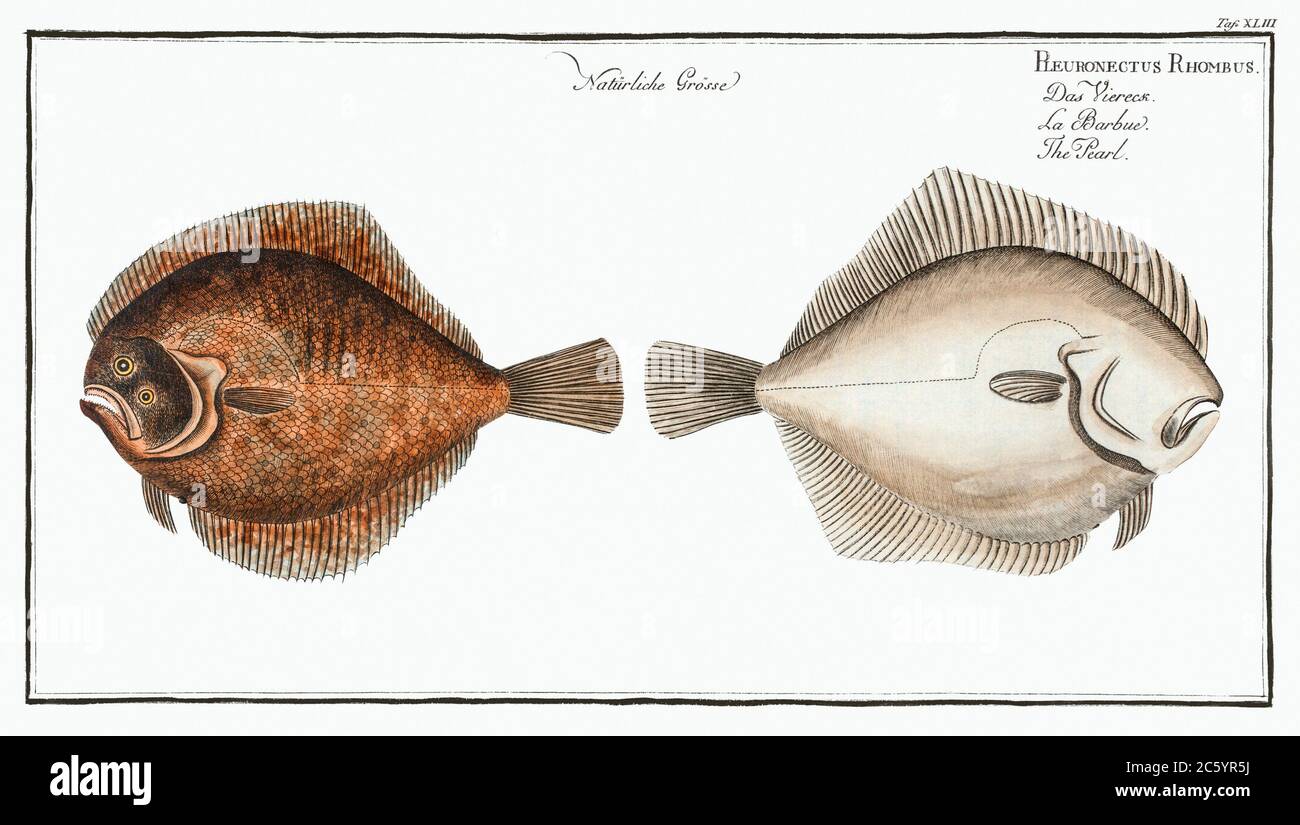 Rhombus fish hi-res stock photography and images - Alamy