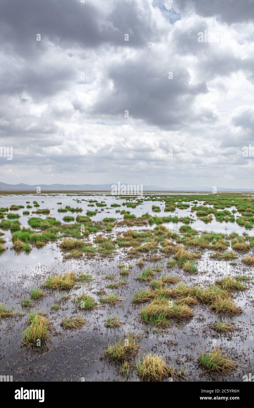 Zoige grasslands hi-res stock photography and images - Alamy