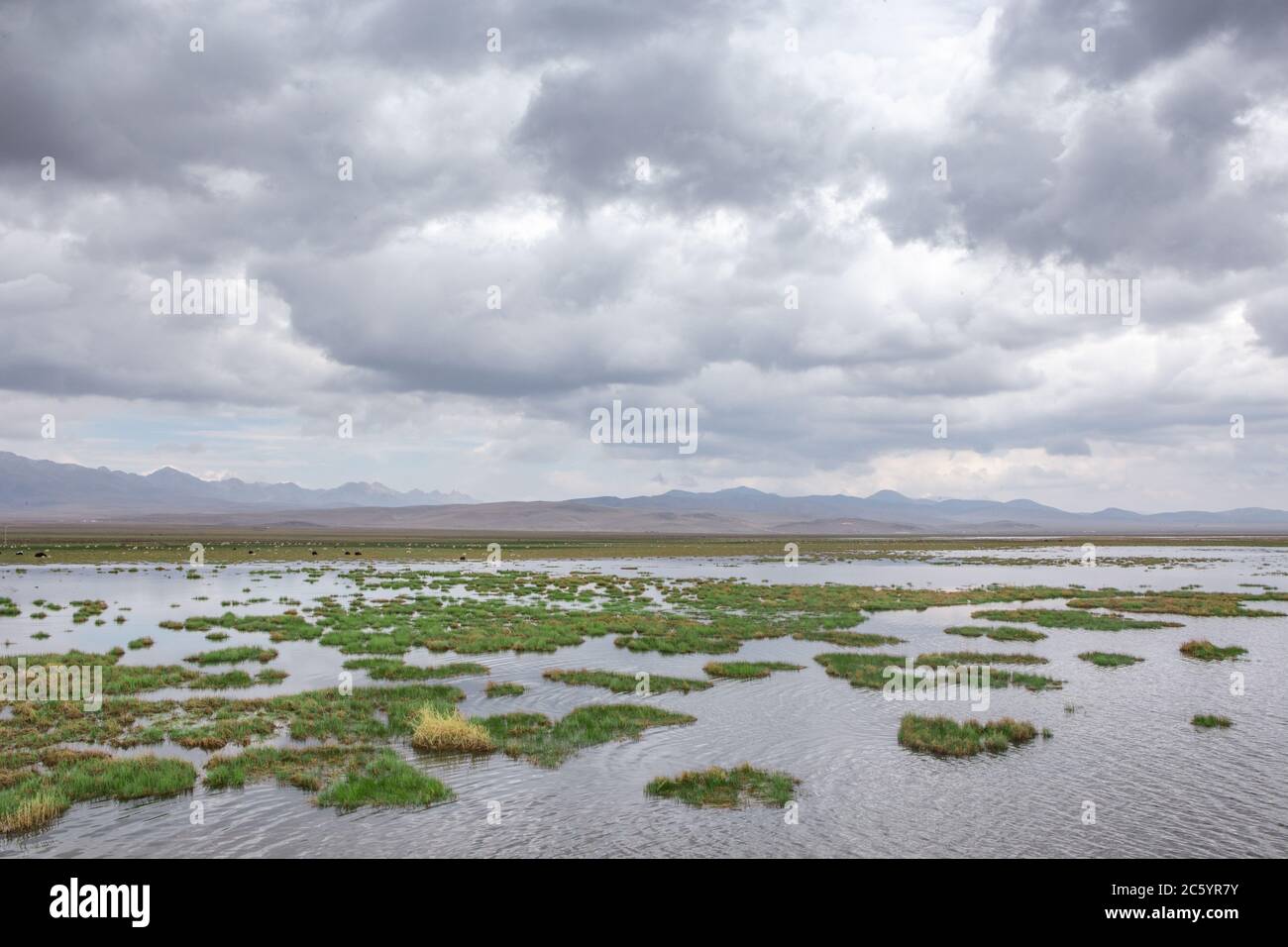 Zoige Grassland, one of the biggest grassland in the border of Szechuan ...
