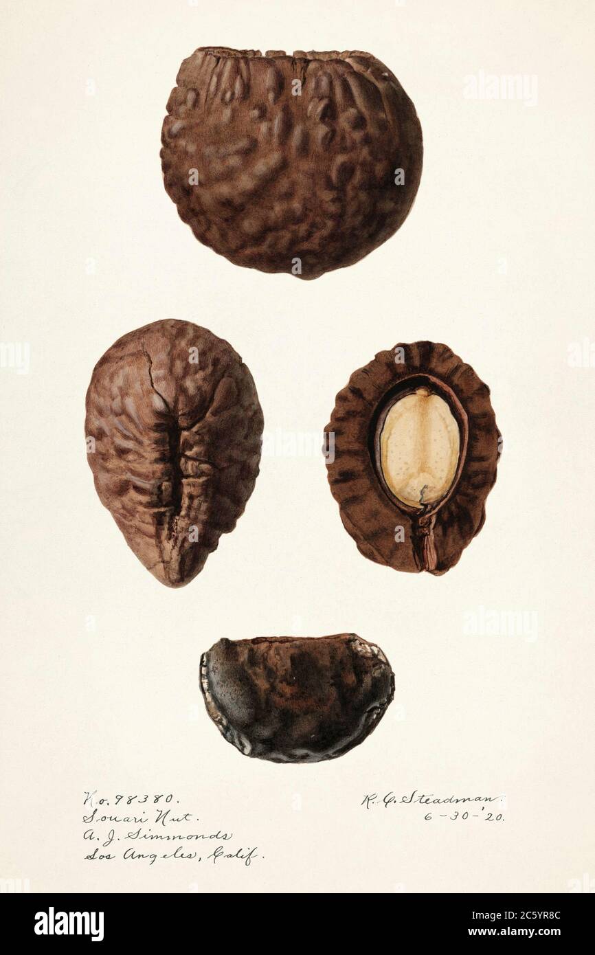 Caryocar nuciferum hi-res stock photography and images - Alamy