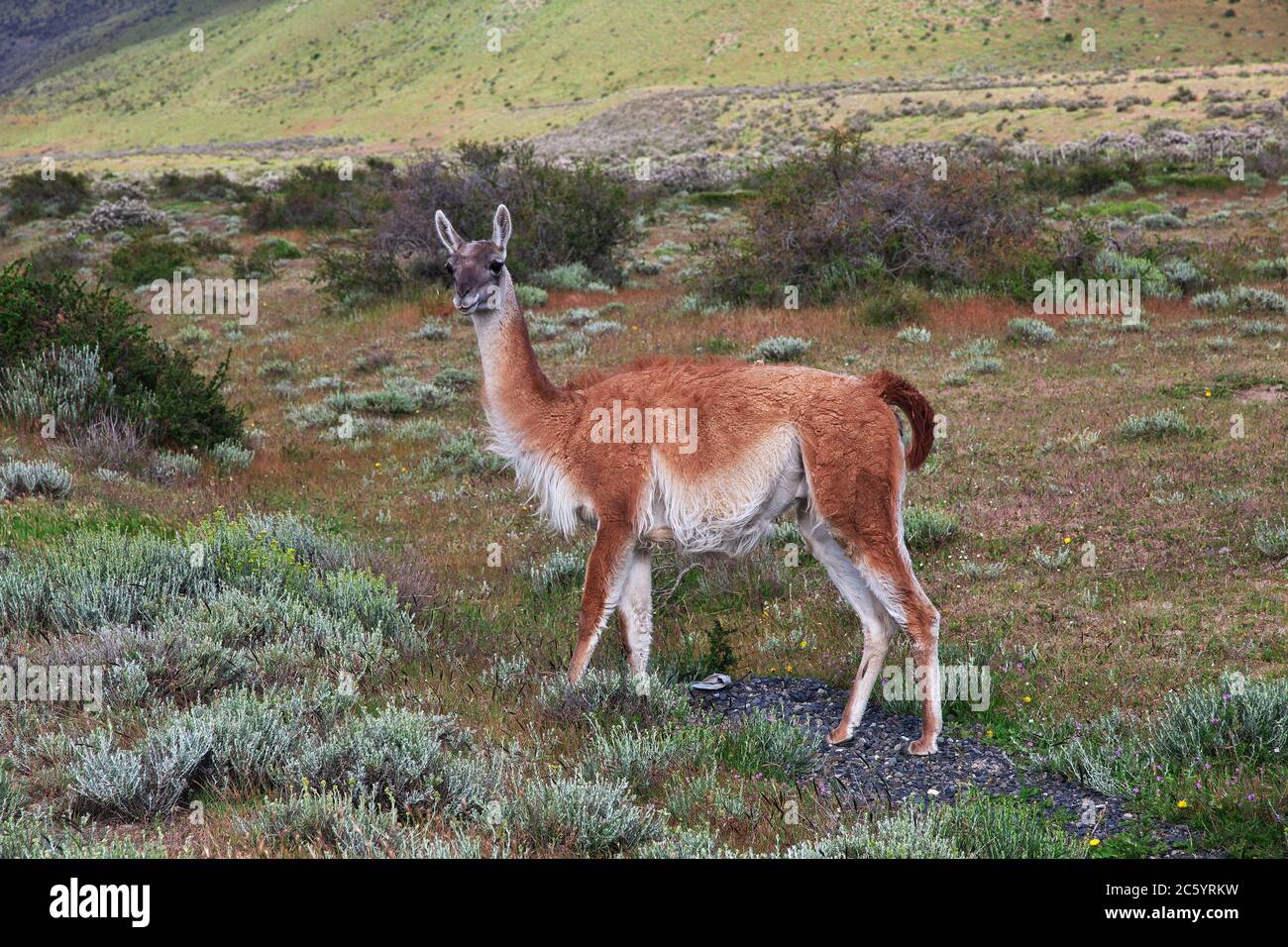 Lama in Torres del Paine National Park, Patagonia, Chile Stock Photo ...