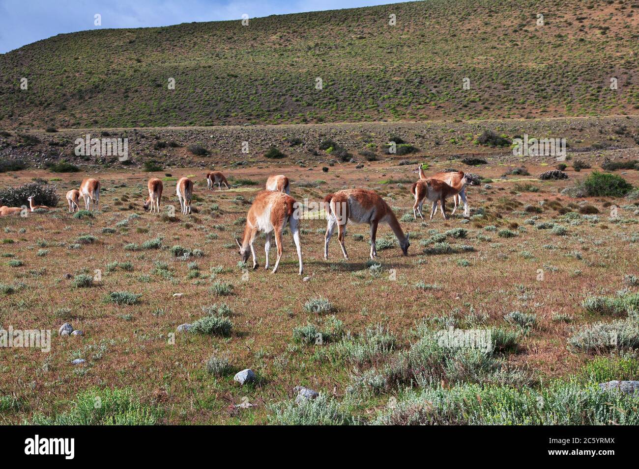 Lago lama hi-res stock photography and images - Alamy