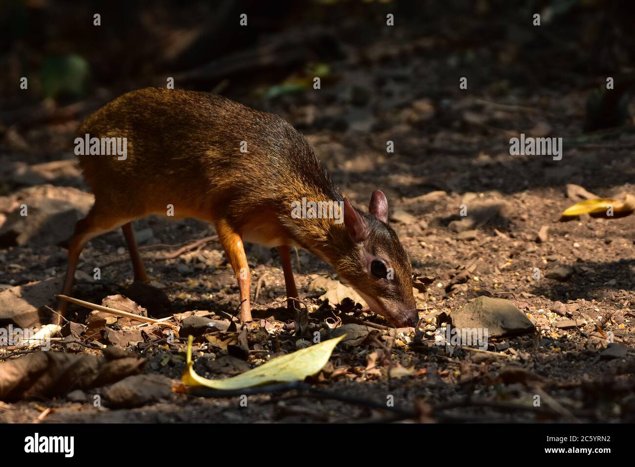 Lesser Mouse-deer or Lesser Oriental Chevrotain (Tragulus javanicus) in ...