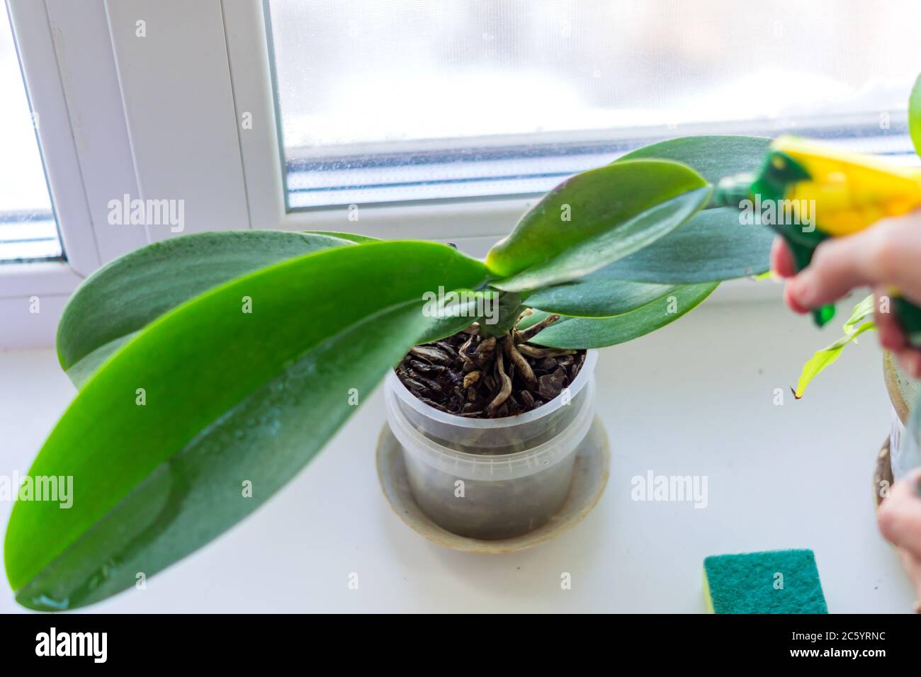 Orchid pest hi-res stock photography and images - Alamy