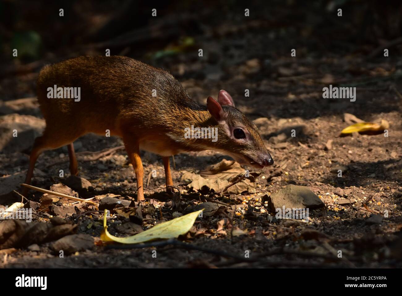 Lesser Mouse-deer or Lesser Oriental Chevrotain (Tragulus javanicus) in ...