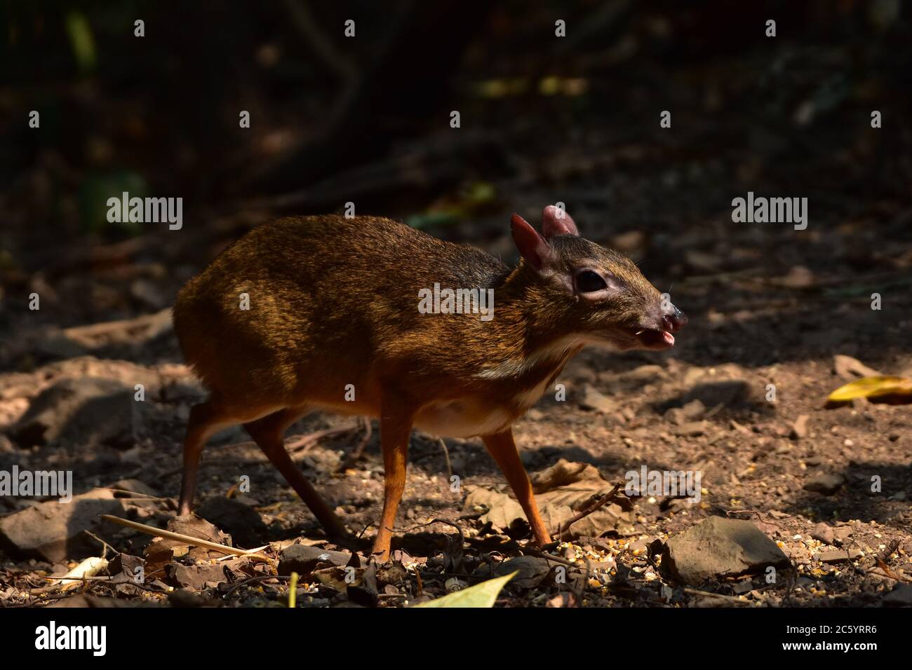 Deer reflection eyes hi-res stock photography and images - Alamy