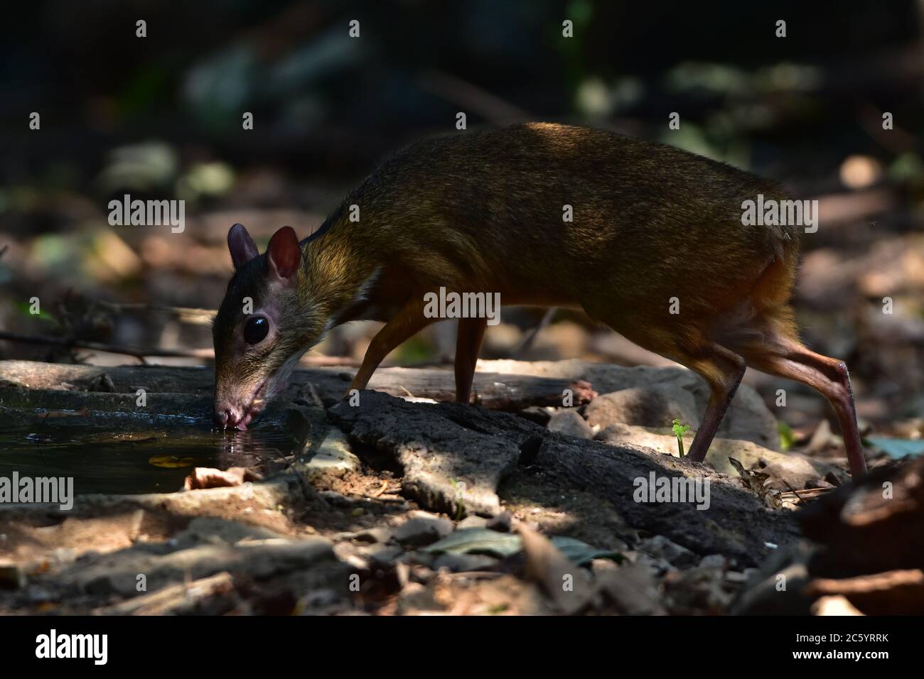 Lesser Mouse-deer or Lesser Oriental Chevrotain (Tragulus javanicus) in ...