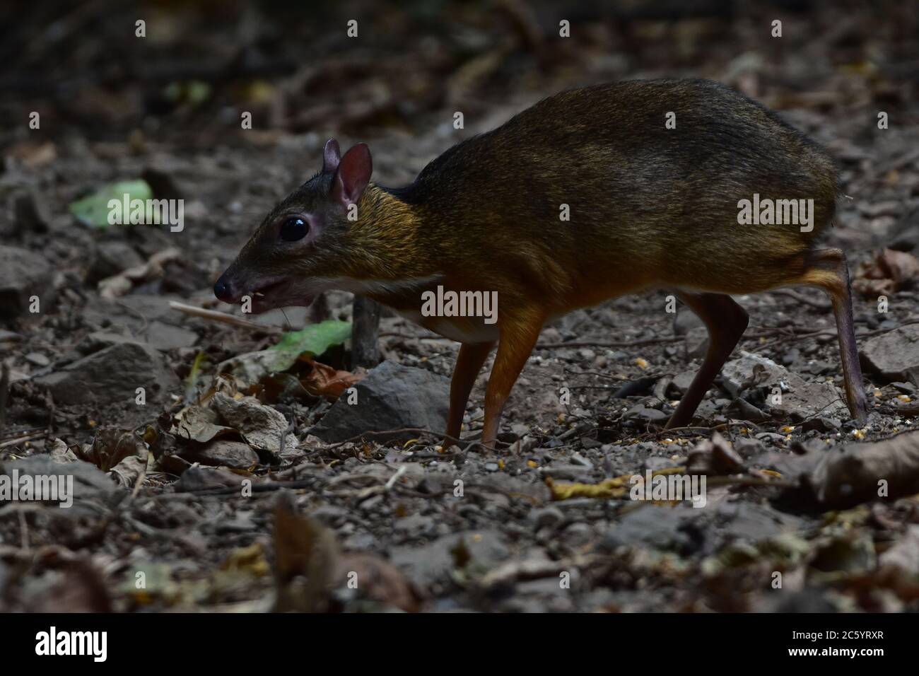 Lesser Mouse-deer or Lesser Oriental Chevrotain (Tragulus javanicus) in ...