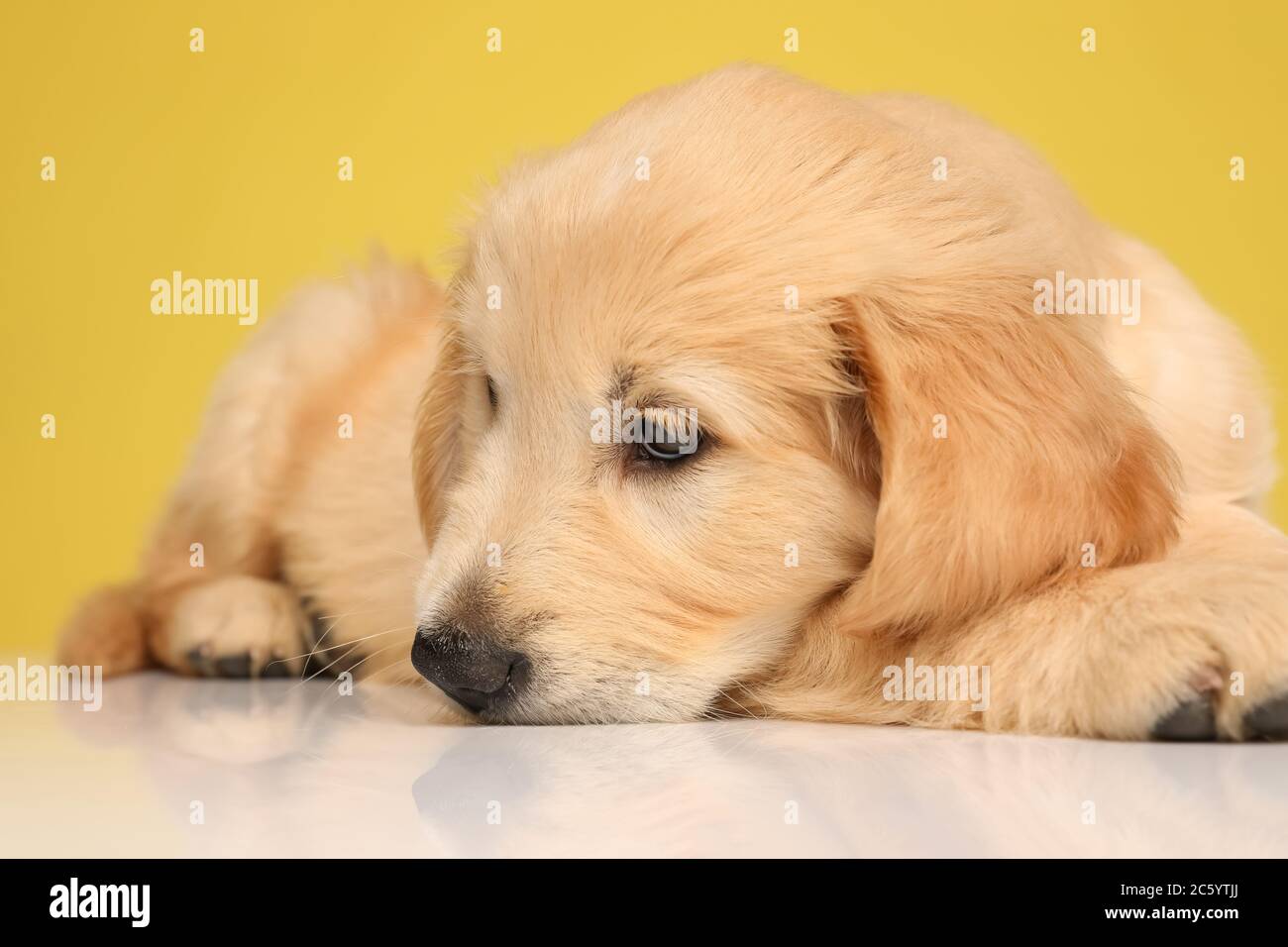 shy labrador retriever pup laying down and looking up on yellow ...