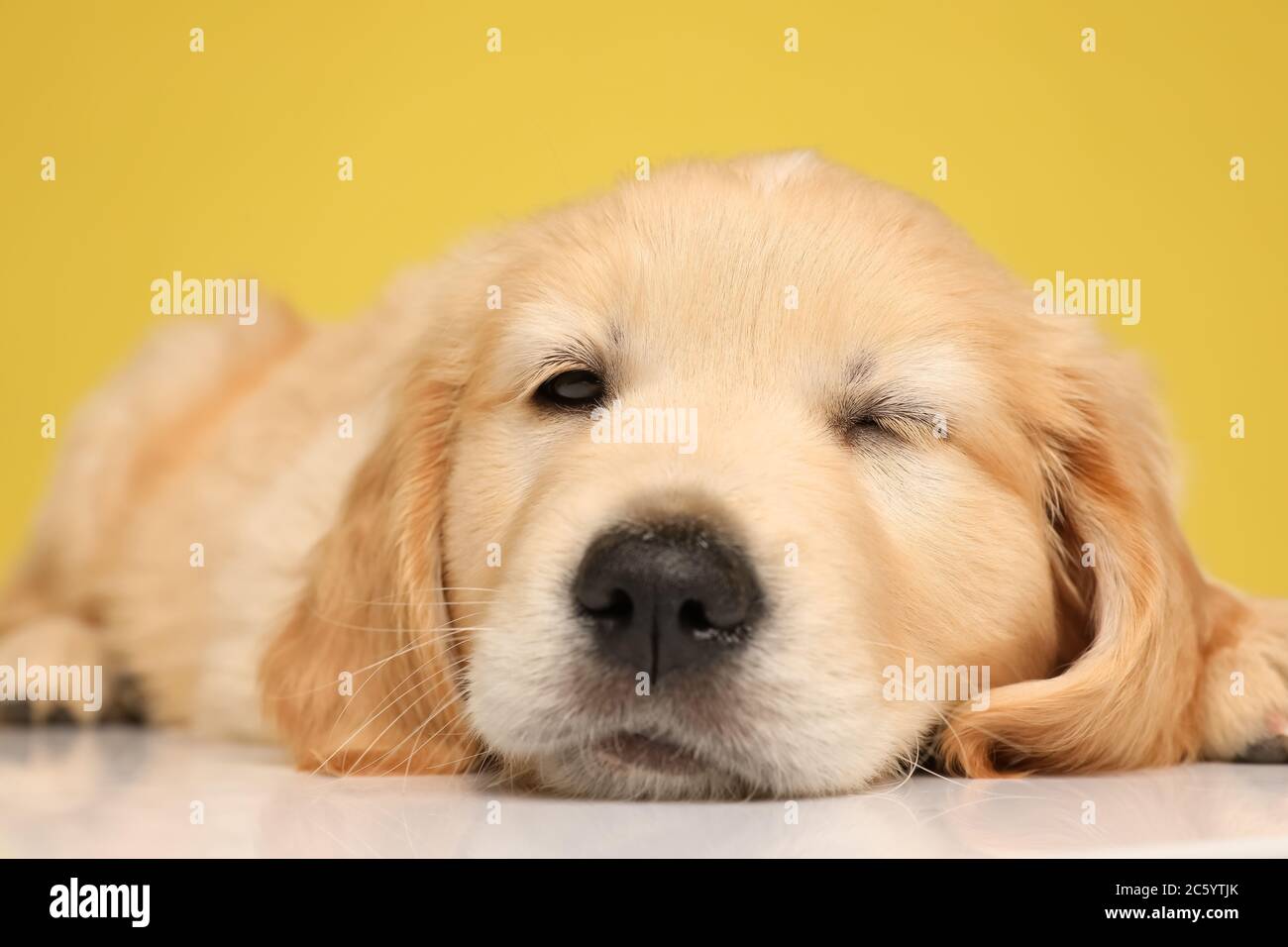 adorable labrador retriever dog laying down and winking on yellow ...
