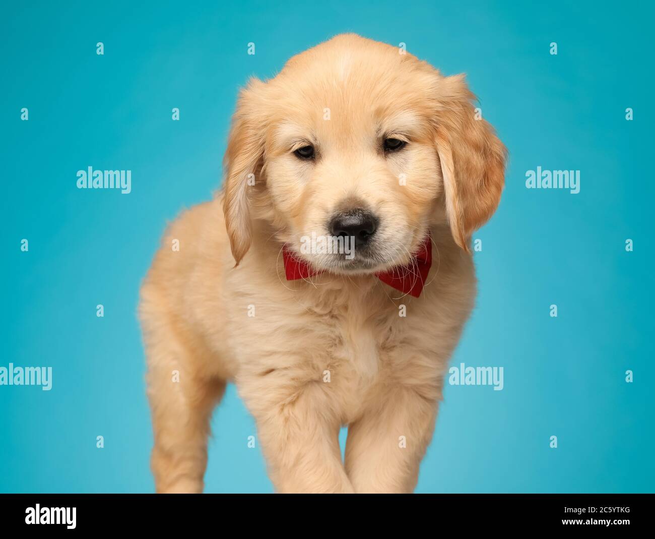 Red Golden Retriever Wallpaper