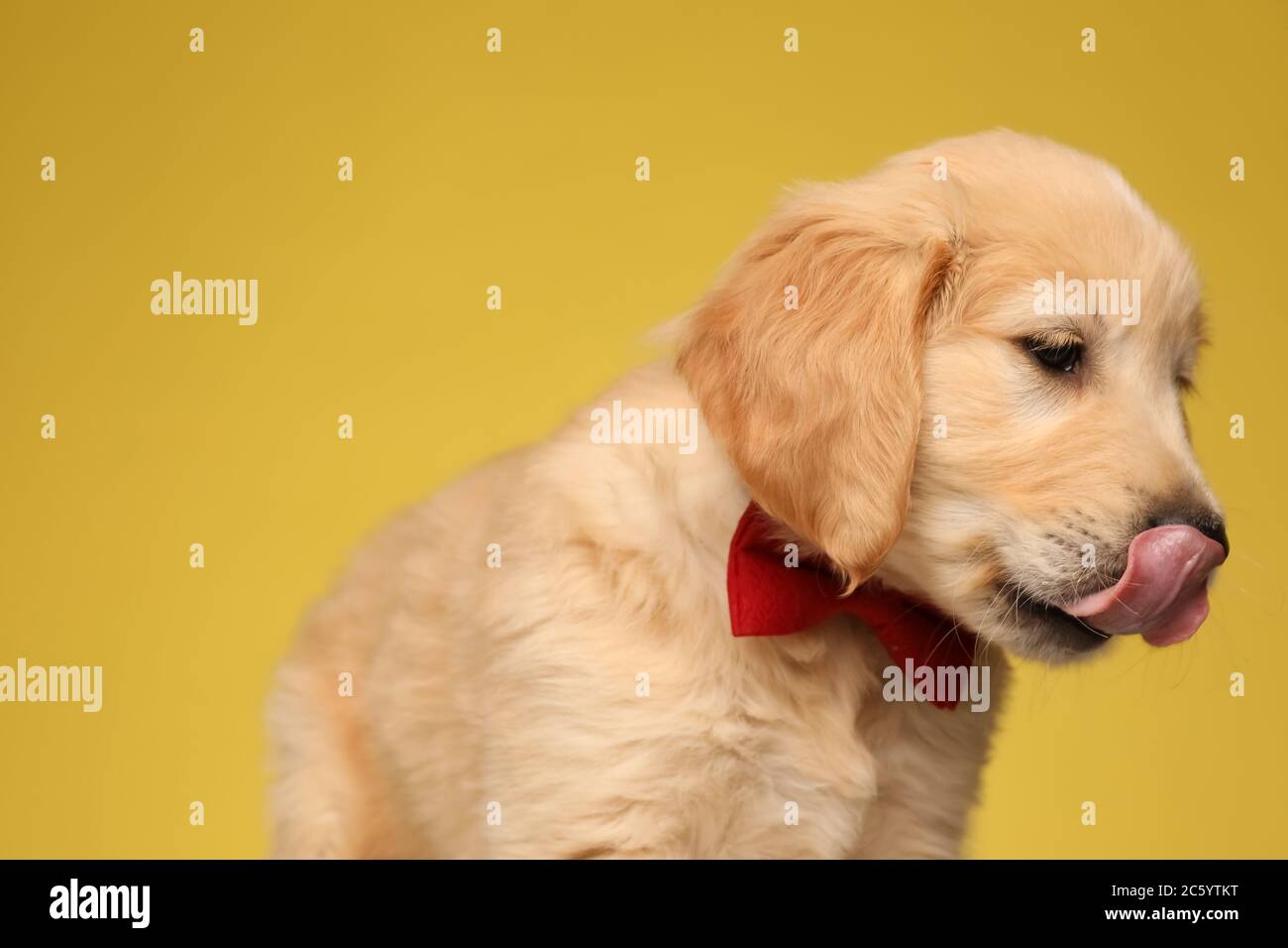shy labrador retriever dog sticking out tongue and licking nose ...