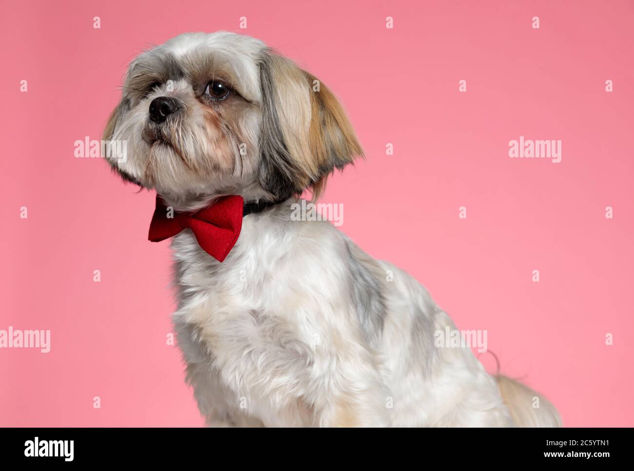 Side view shih tzu sitting hi-res stock photography and images - Alamy