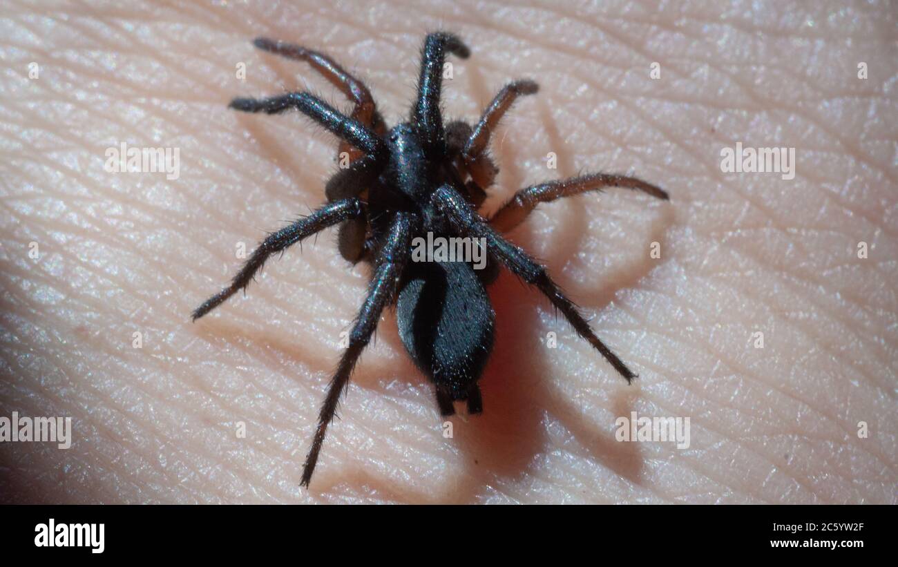 a small poisonous spider on the arm of a man bites the skin injects ...